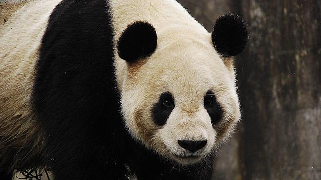 Dos pandas llegan al zoo de Tokio