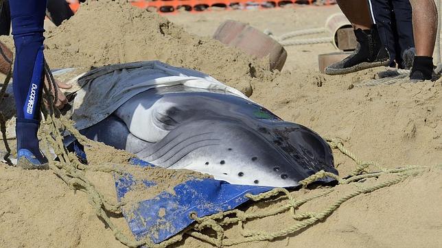 Devuelven al mar una ballena varada en una playa australiana