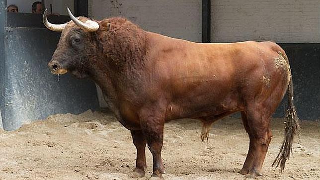 El toro «Triplicado» estrena la Feria de San Isidro