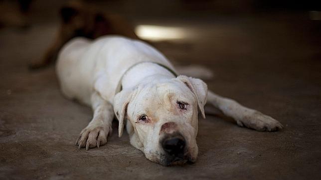 Con inmadurez psicosexual e incapaz de controlar impulsos: así es un ...