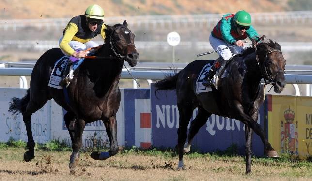 «Brave Prospector», favorito para el Gran Premio de la milla