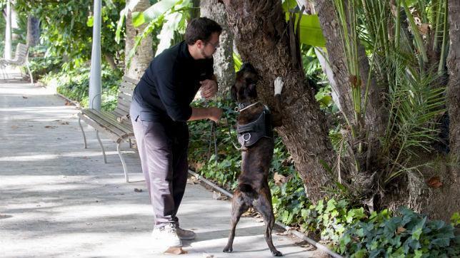 Un «Virus» canino luchará contra la plaga del picudo rojo
