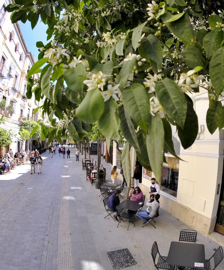 Llega la primavera y el azahar a Sevilla, en imágenes
