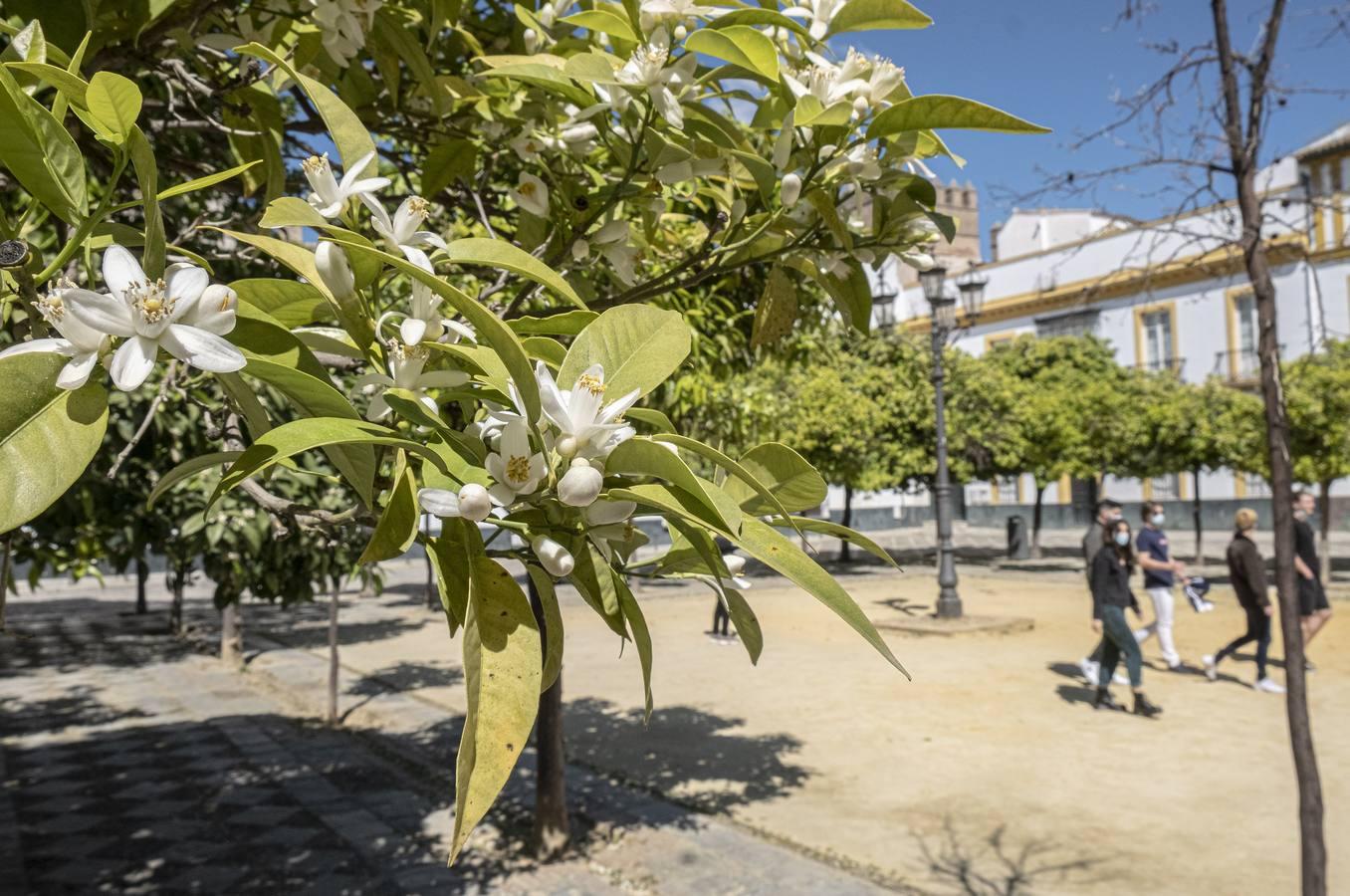 Llega la primavera y el azahar a Sevilla, en imágenes