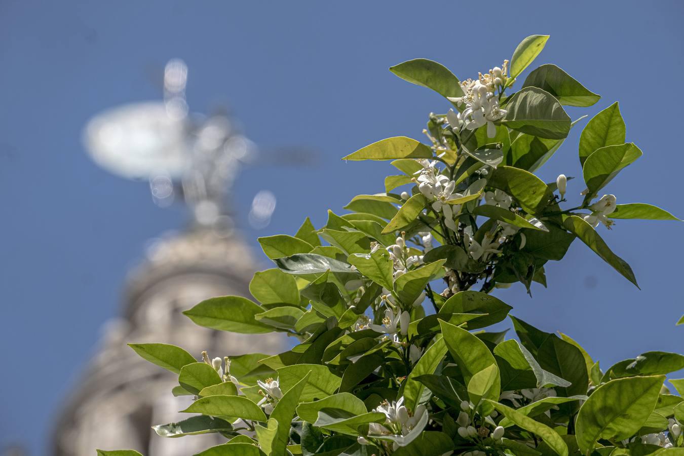 Llega la primavera y el azahar a Sevilla, en imágenes