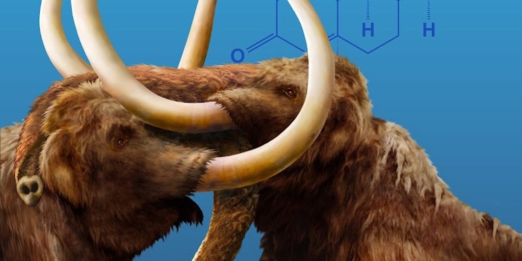 Los machos de mamut tenían el 'periodo' y estallaban de agresividad