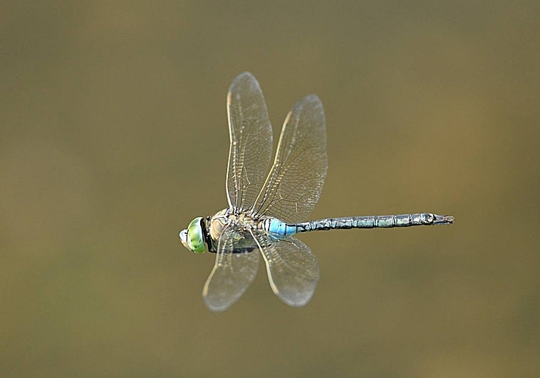 ¿Por qué vuelan los insectos?