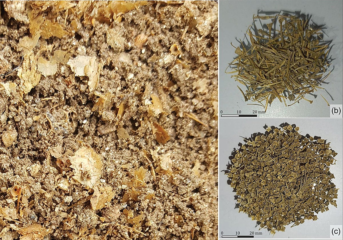 El ADN revela los ingredientes del garum, la salsa más olorosa y ...