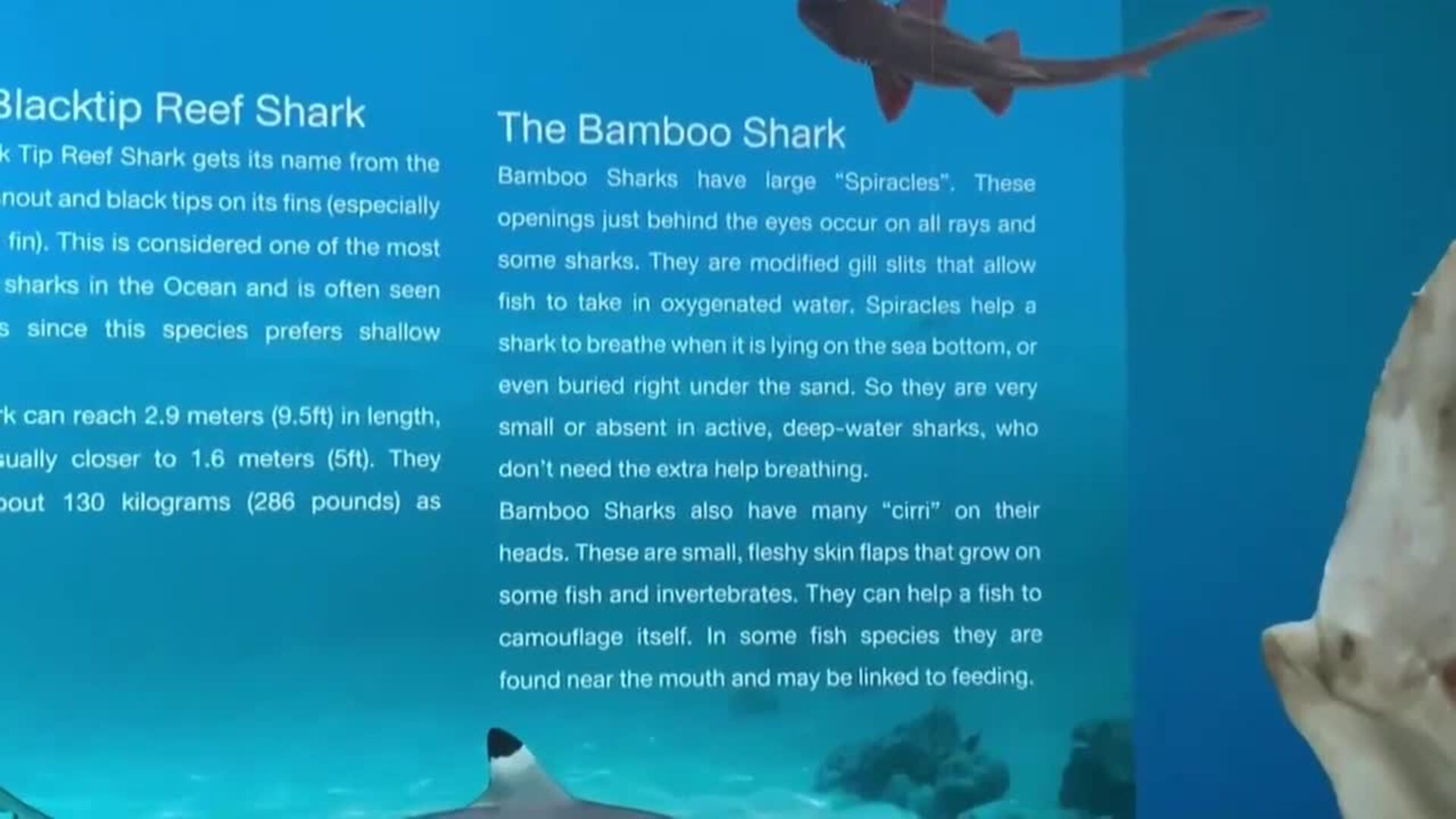 Tailandia cría tiburones bambú para salvar la especie en las icónicas ...