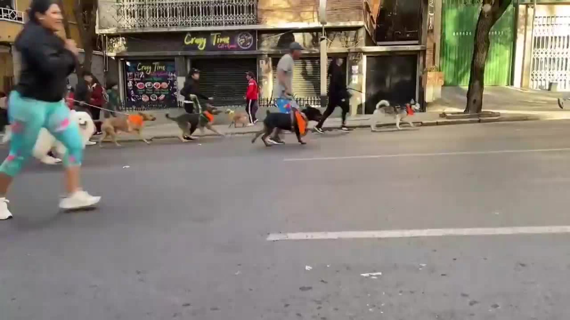 Canes y humanos corren un 'Perrotón' para promover el buen trato a los ...