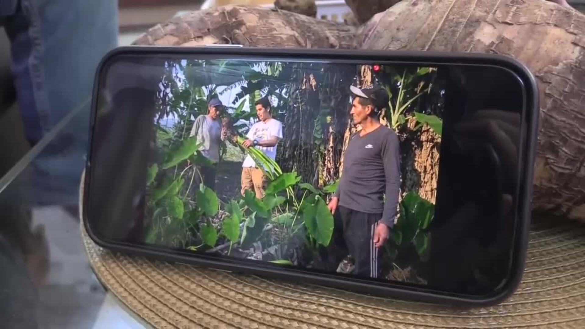 La pituca, el tubérculo de la selva peruana que quiere llegar a las ...