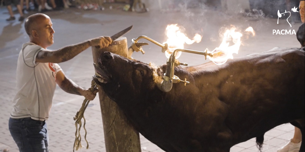 Los gritos de angustia de un toro embolado: «Impresiona ver a un animal ...