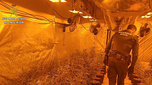 La Guardia Civil desmantela tres plantaciones con mil plantas de marihuana en urbanizaciones de ...