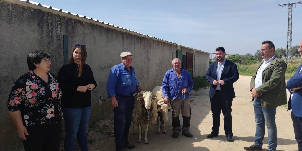 Los carneros 'Pajarito' y 'Blanco' ya están preparados para el Gran ...