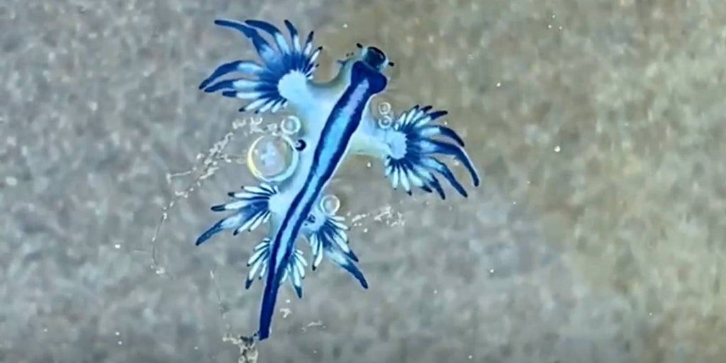 El misterioso dragón azul reaparece en el mar de Alicante tres siglos ...