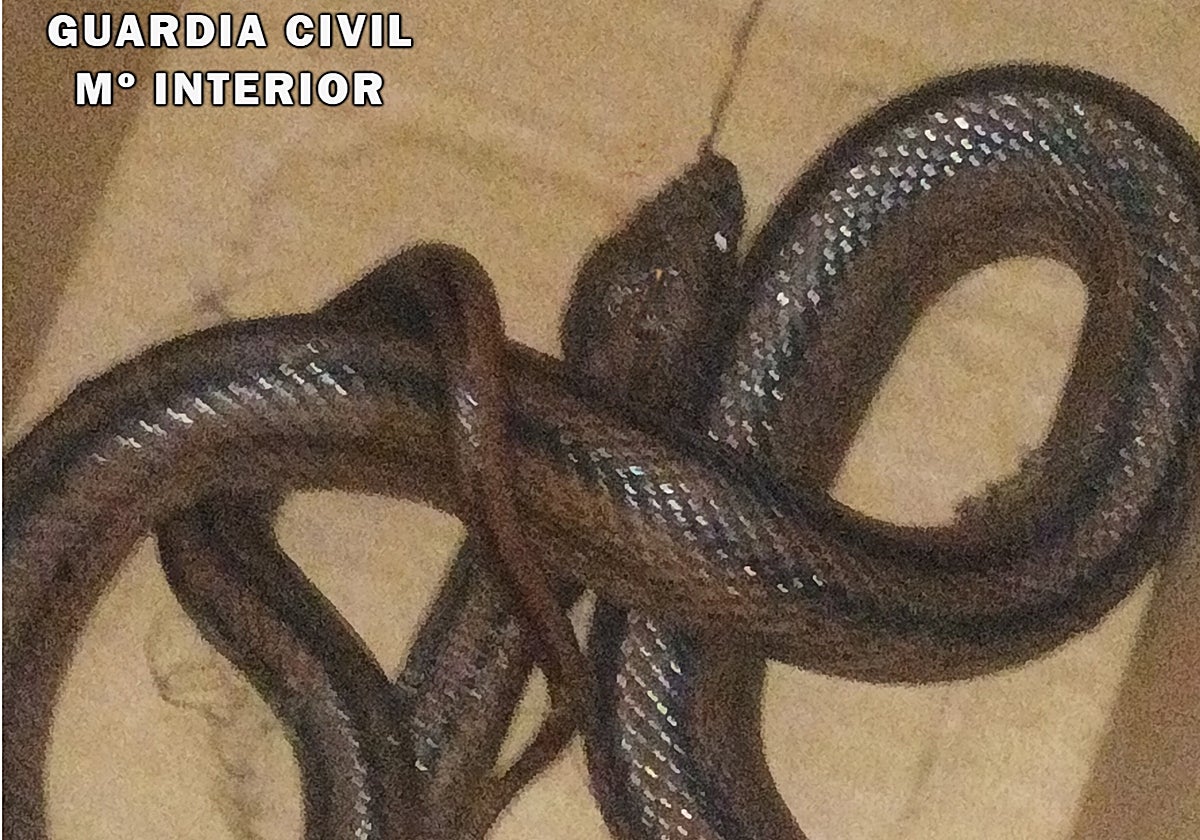 La Guardia Civil captura en una casa de Belmez una culebra de grandes ...