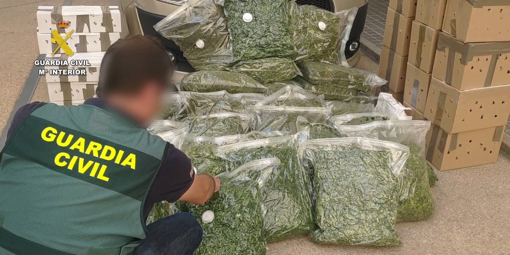 Así ha desmantelado la Guardia Civil una plantación de 287 kilos de marihuana en la comarca ...