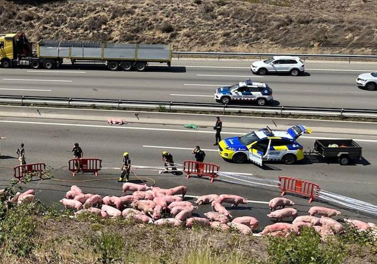 Decenas De Cerdos Invaden La Ap 7 A La Altura De Santa Perpètua