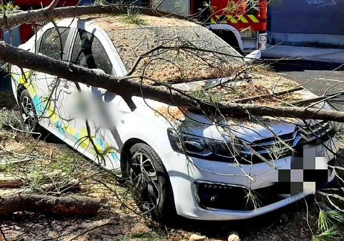 Cae un árbol en la calle Encinas de Palencia y destroza tres coches que ...