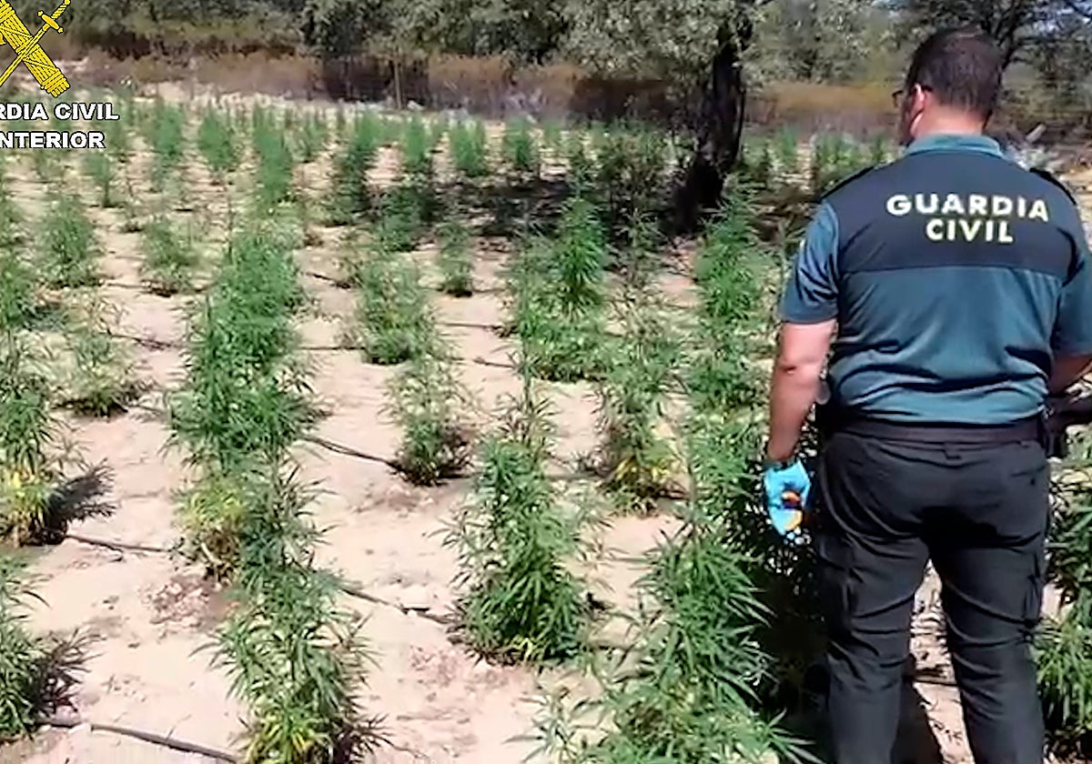 La Guardia Civil desmantela en Villaviciosa un cultivo de 2.000 plantas de marihuana protegido ...