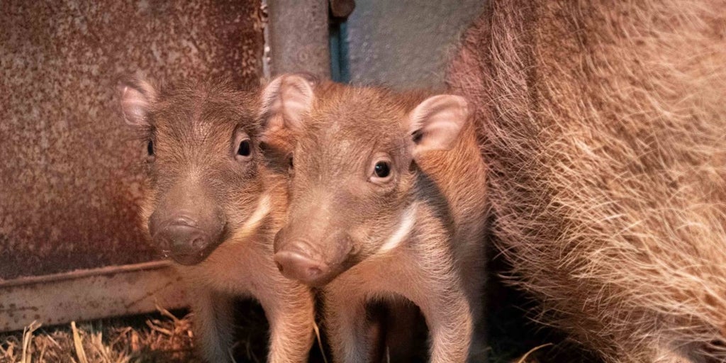Nacen en Bioparc Valencia dos crías de facóquero, la especie de 'Pumba ...