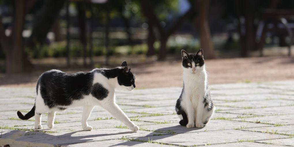 Abre sus puertas el primer 'Cat Café' de Vigo