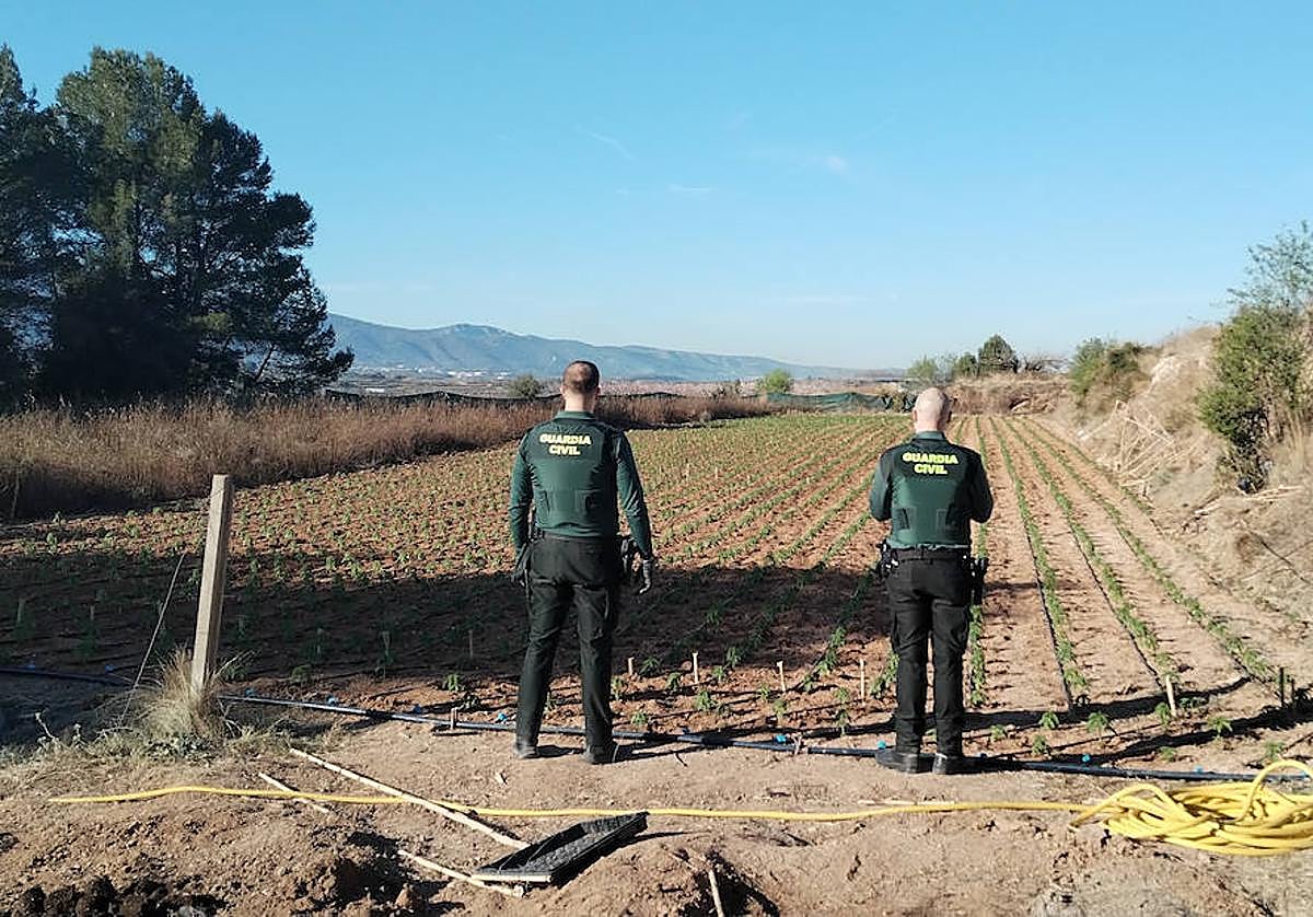 La Guardia Civil desmantela un campamento con un macrocultivo de 4.000 plantas de marihuana en ...