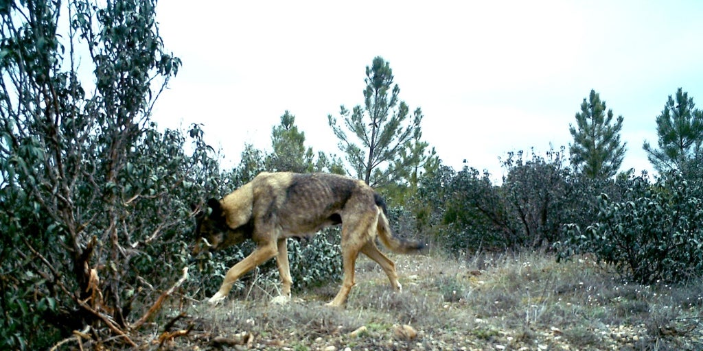 La Junta de Castilla y León celebra que pueda rebajarse la protección ...