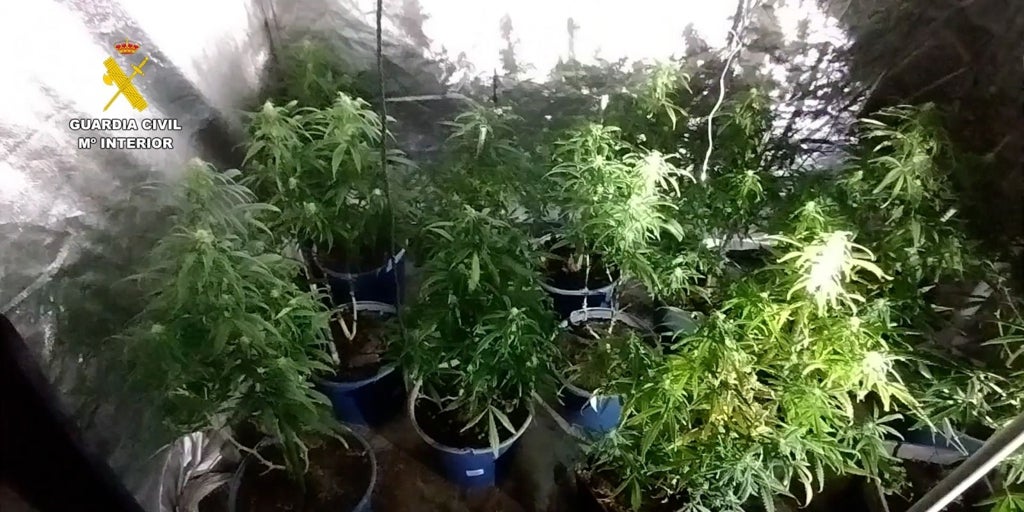 Cinco detenidos tras el desmantelamiento de dos plantaciones de marihuana y un punto de venta en ...