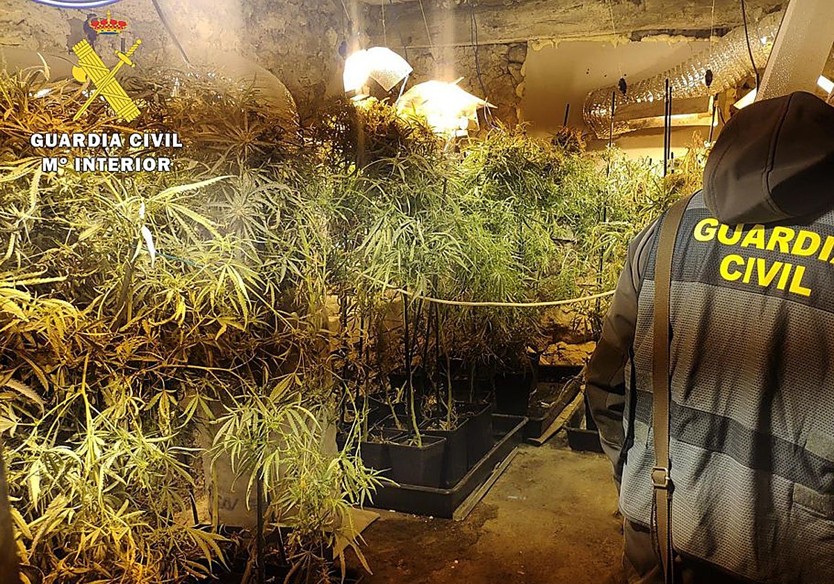 Desmantelada una plantación con 1.450 plantas de marihuana en una nave en Lillo