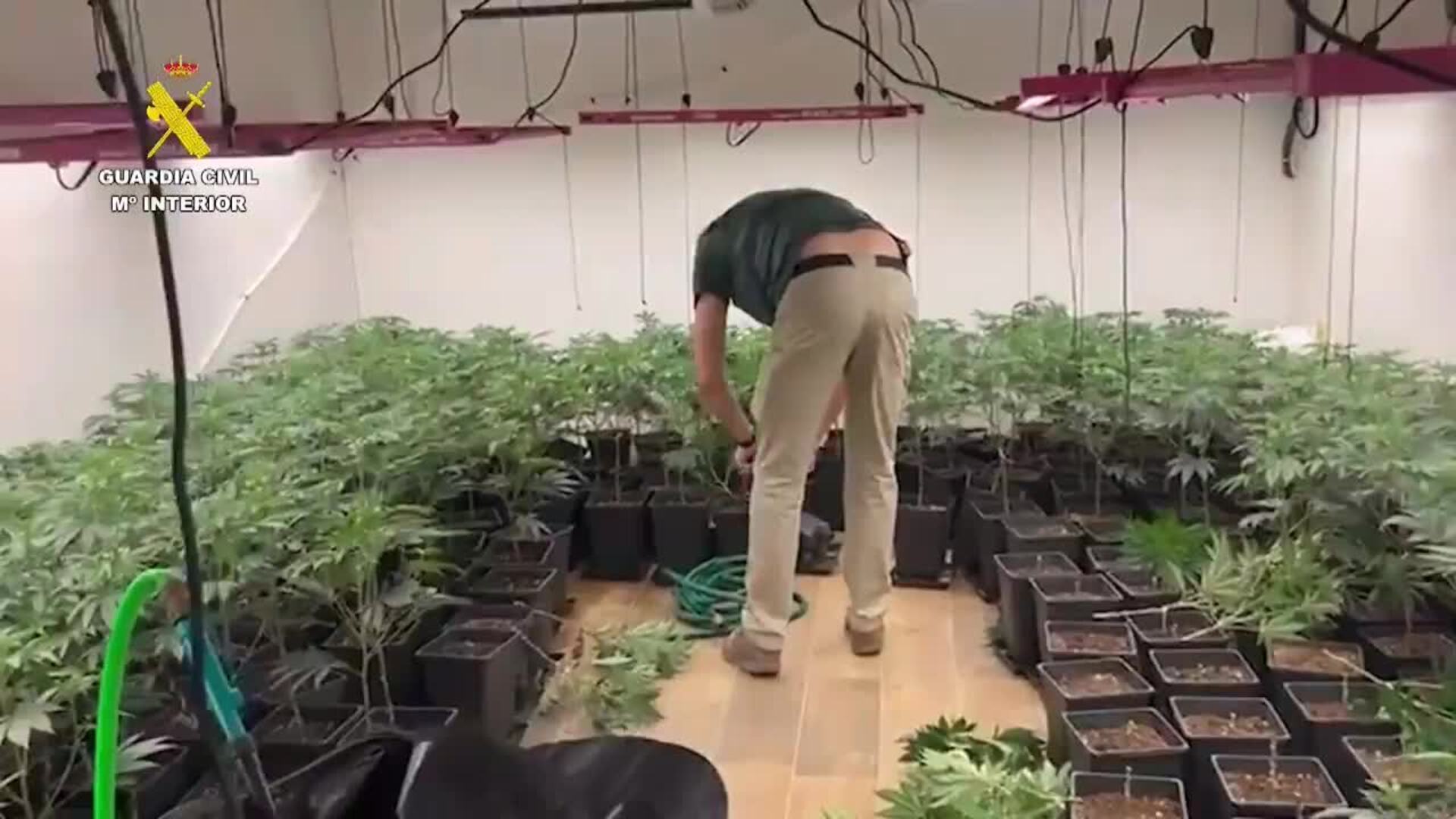 Tres detenidos y desmanteladas tres plantaciones de marihuana en Bujalance y Montoro