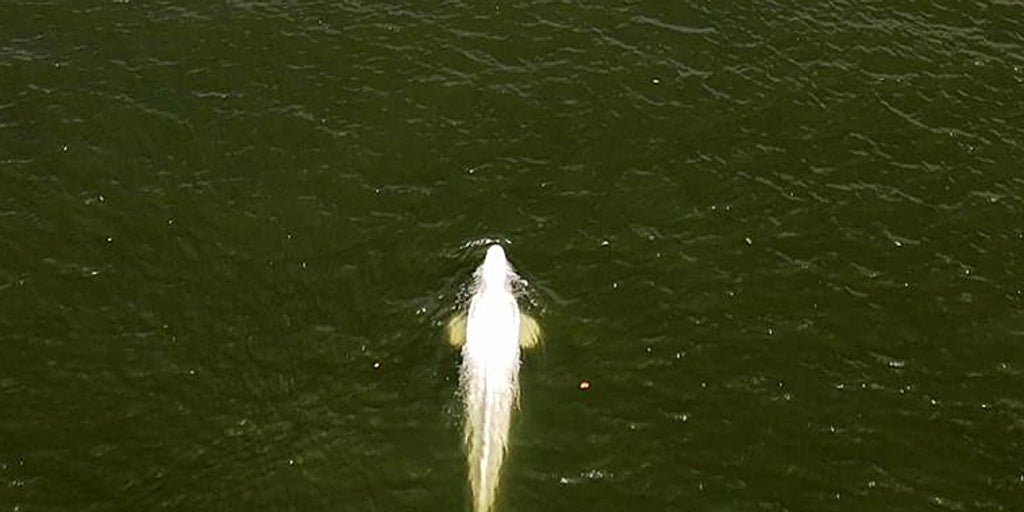 Comienza el rescate de la Beluga del Sena