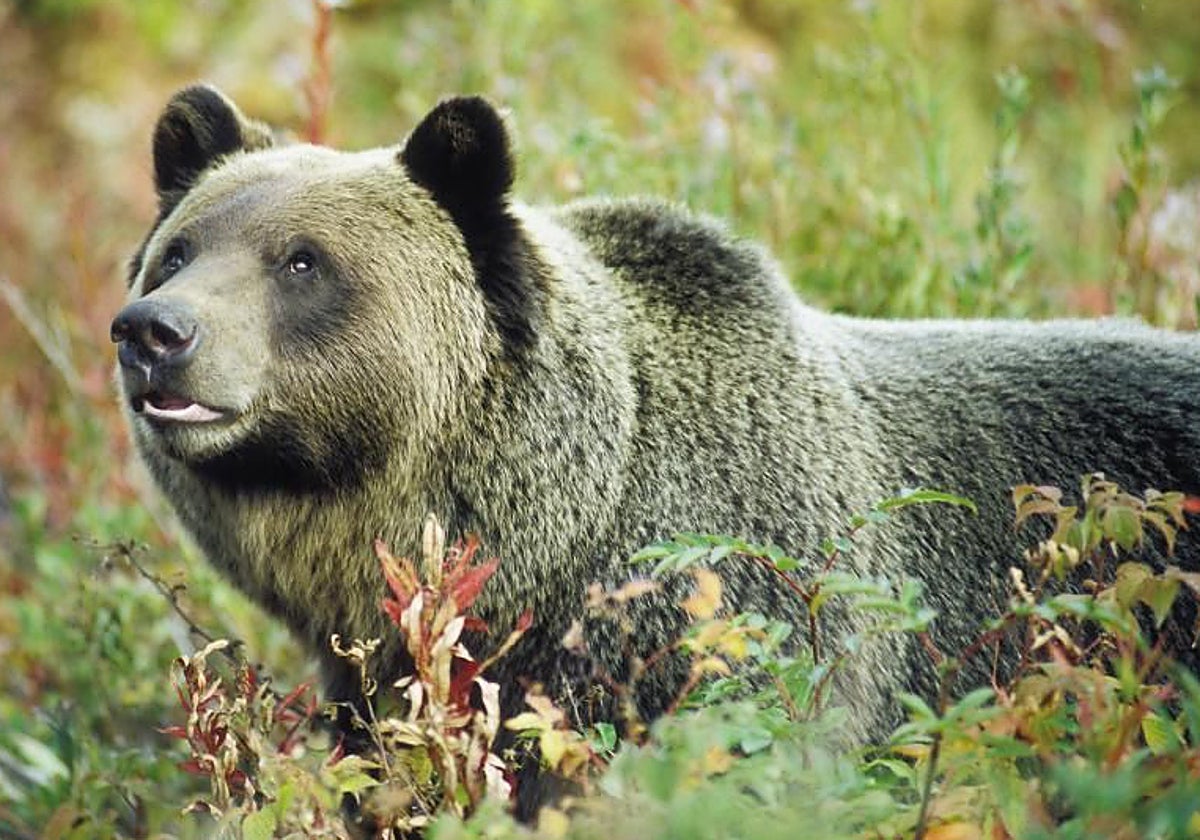 Un oso grizzly ataca a un grupo de niños durante una excursión escolar ...