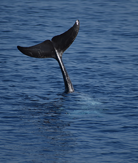 Salvar a los delfines grises del Mediterráneo