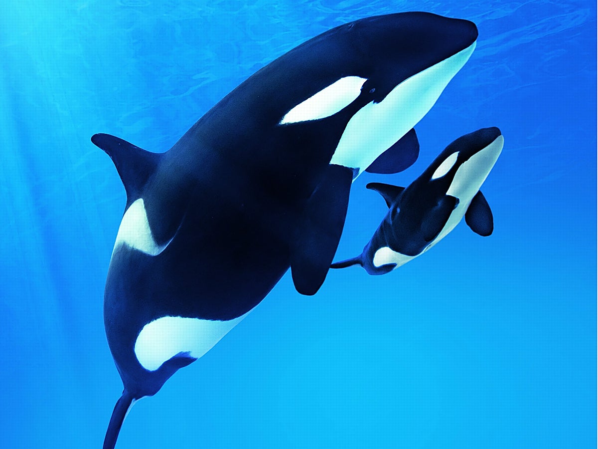 Morgan, la orca sorda que desafió todos los límites