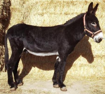 ¿Qué significa la pegatina del burro que llevan muchos coches en la ...