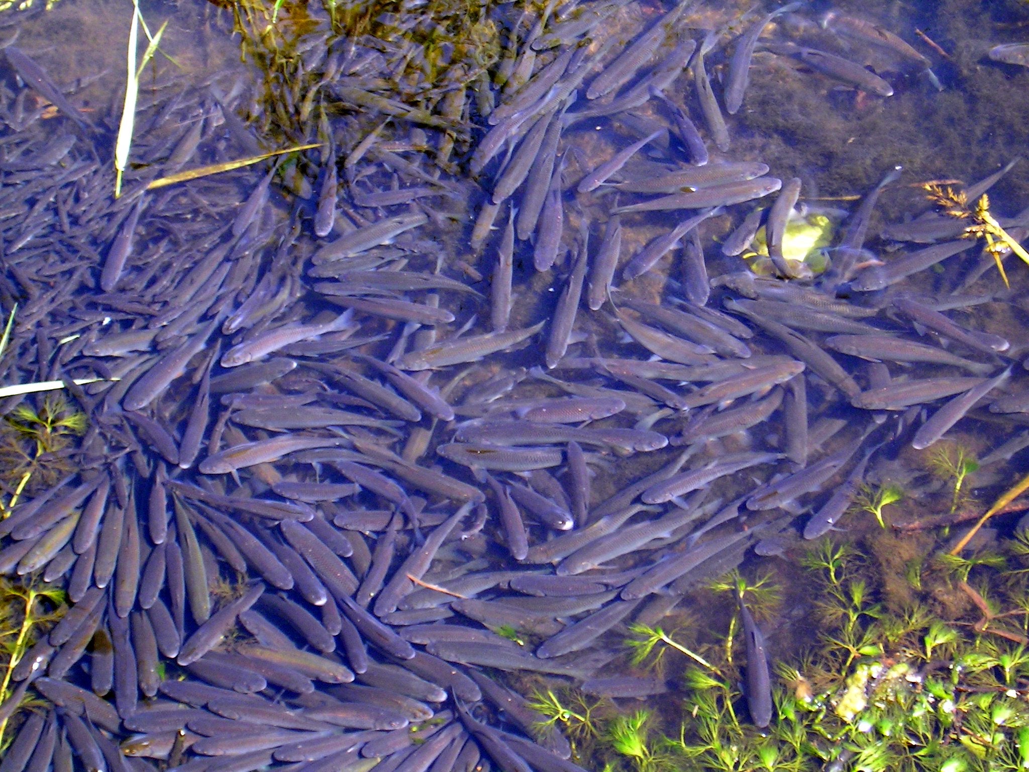 Un pesticida común acelera el envejecimiento de los peces ¿y de los ...