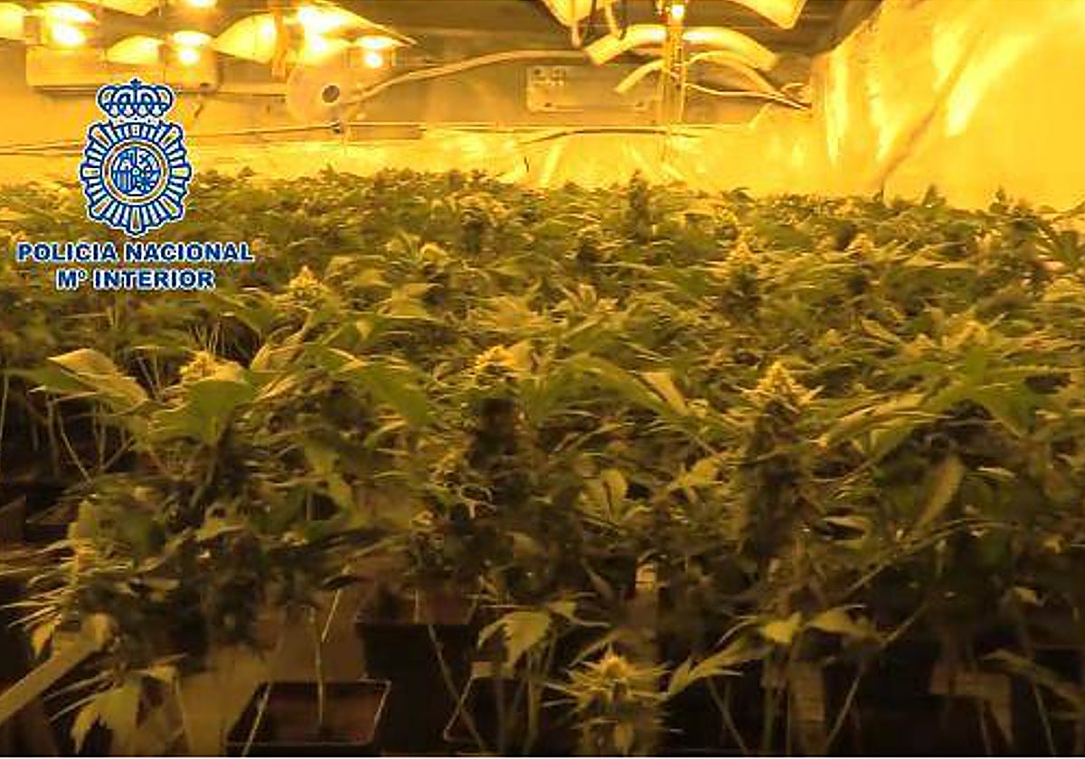 Las mafias de la marihuana se cambian a las naves para ganar en discreción y potencia