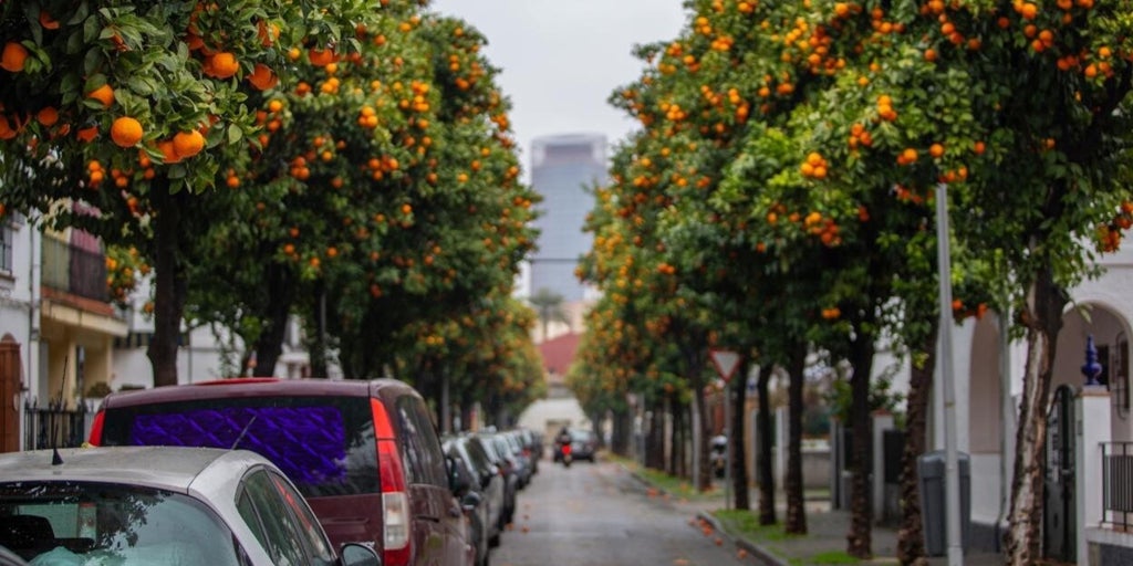El Ayuntamiento recomienda restringir los naranjos por su «excesiva presencia» en Sevilla