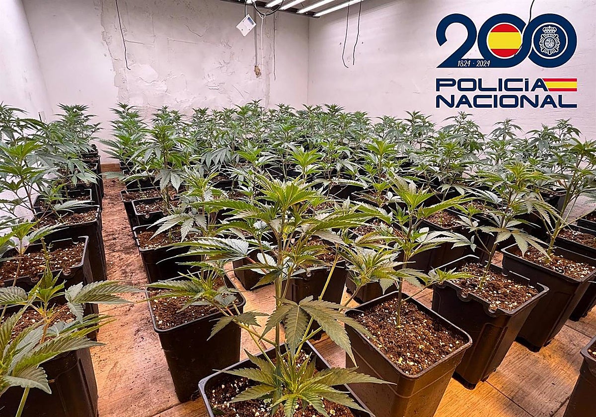 Nueva operación contra el tráfico de marihuana en Sevilla: tres detenidos y 900 plantas ...
