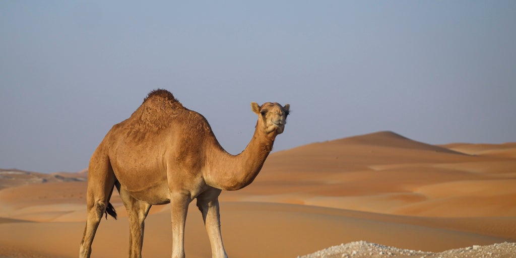 El 'virus del camello', la enfermedad letal que amenaza al Mundial de Qatar