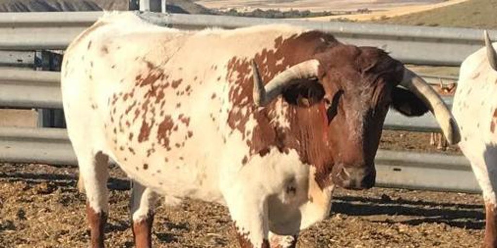 Toros corneando a cabestros: la Fiscalía investiga un posible delito de ...