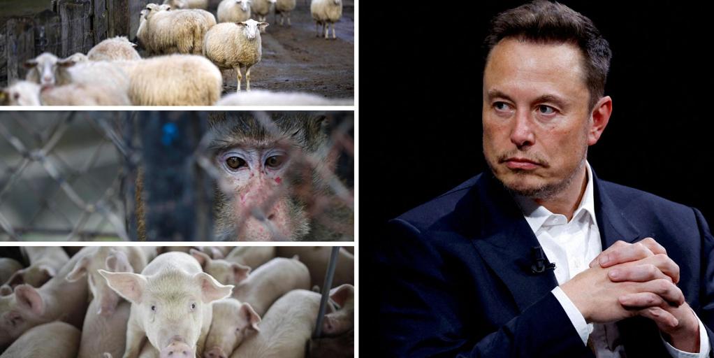 Monos, ovejas y cerdos, las 1.500 víctimas de Musk hasta implantar un ...