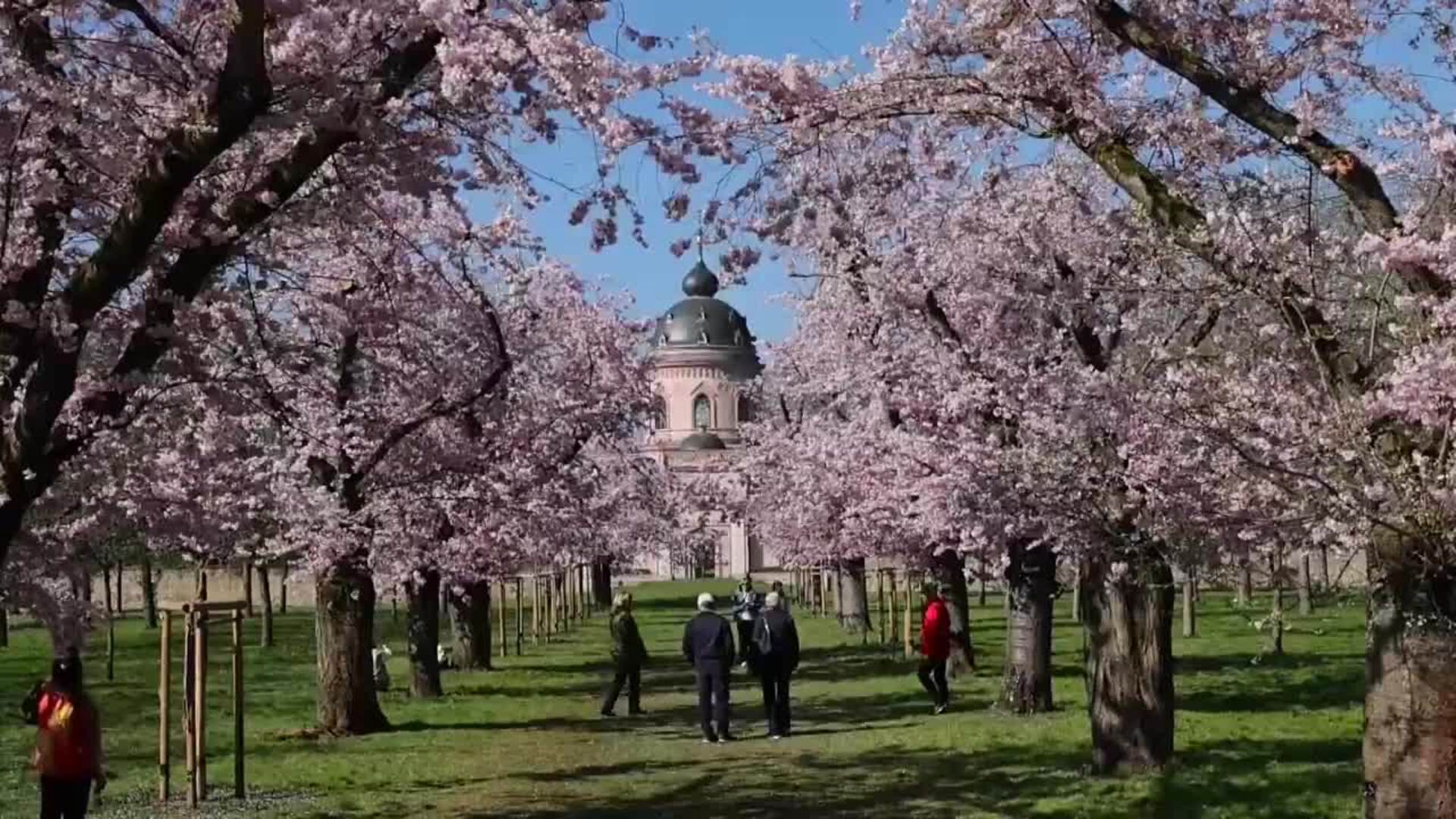 Los cerezos en flor del castillo de Schwetzingen atraen a los turistas