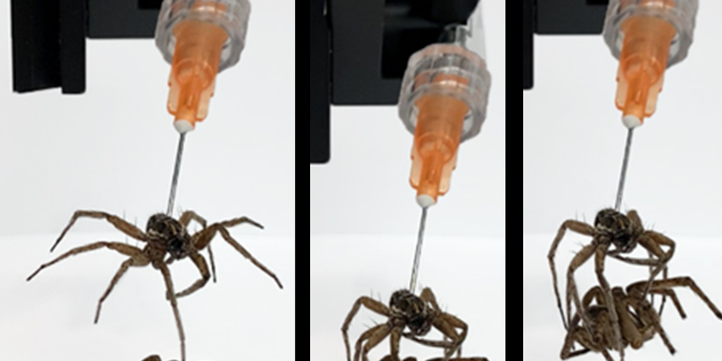Las aplicaciones crecientes de los 'necrobotics', convertir cadáveres ...