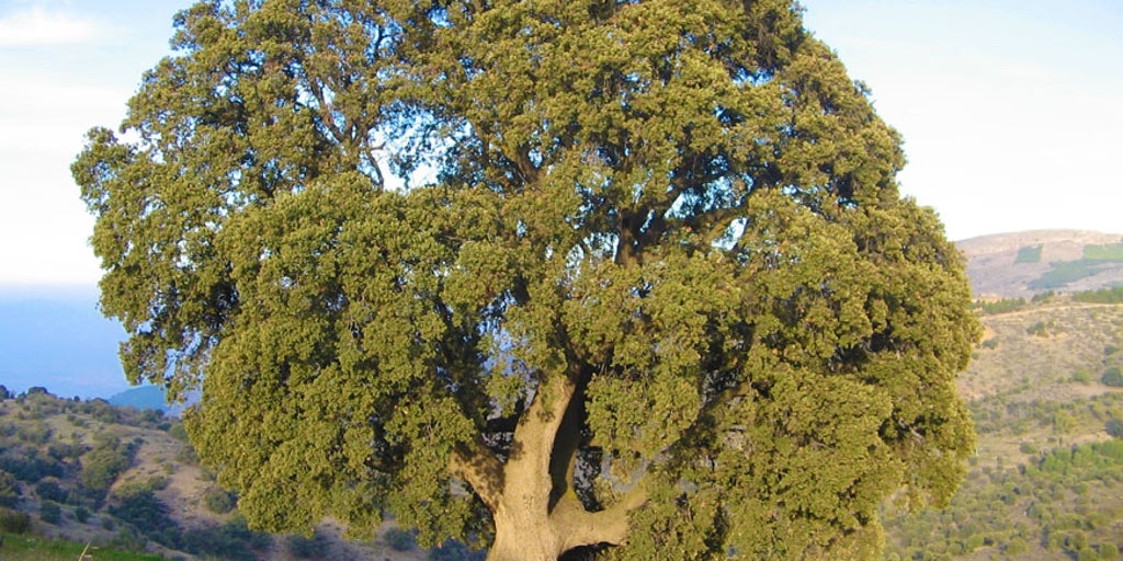 Ruta de las encinas milenarias en Almería