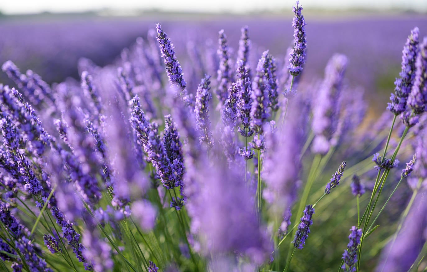 Cómo lucen en julio los campos de lavanda de Brihuega