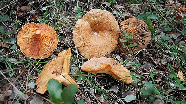 Las setas, compañeras de otoño en los bosques de Andalucía