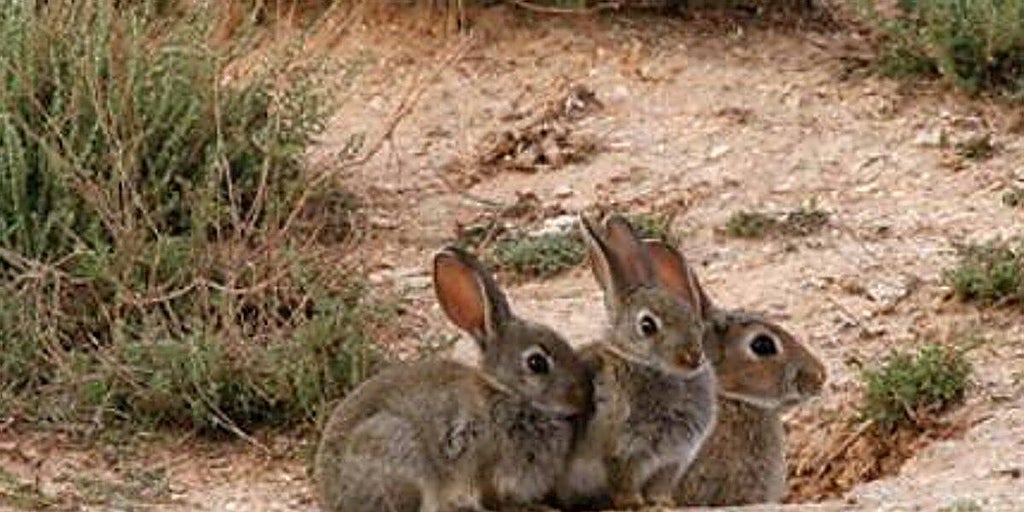 La práctica habitual para favorecer la población de conejo en Doñana ...