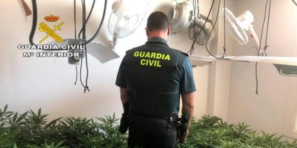 La Guardia Civil desmantela dos plantaciones de marihuana en Sanlúcar y detiene a dos vecinos de ...